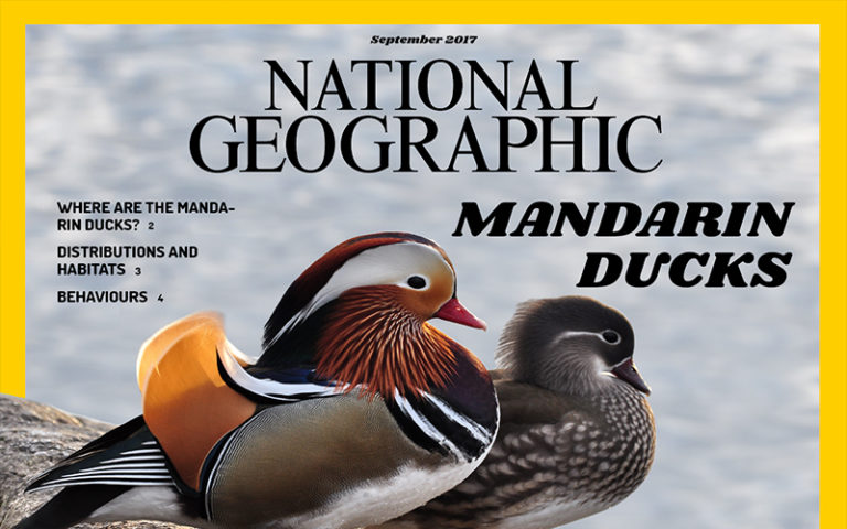 National Geographic Mandarin Ducks Graphic Design Layout | Monika Szucs ...